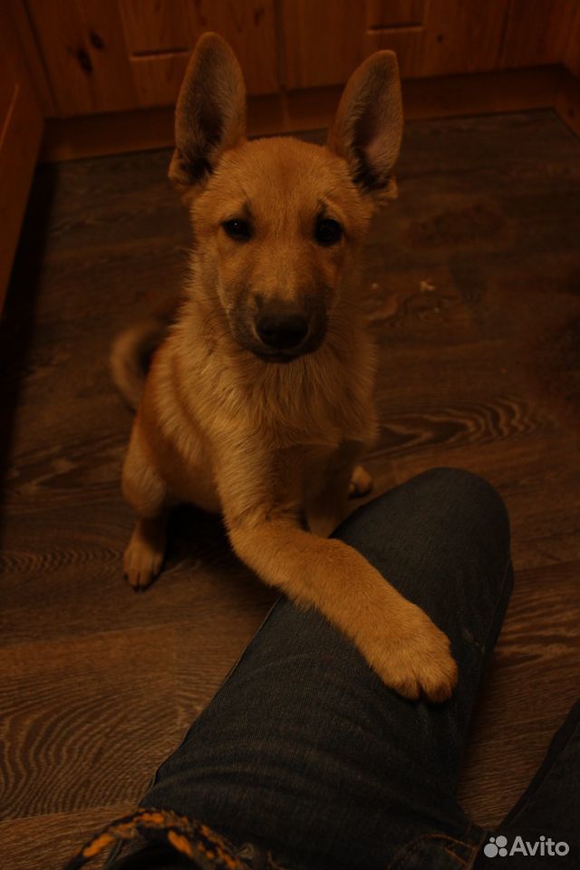 Лайка девочка