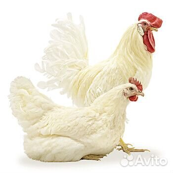 Инкубационное яйцо несушки Тинт (Венгрия)