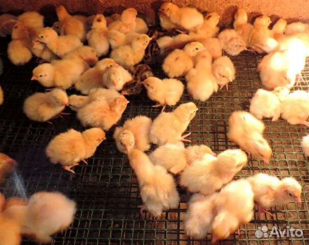 Перепела суточные