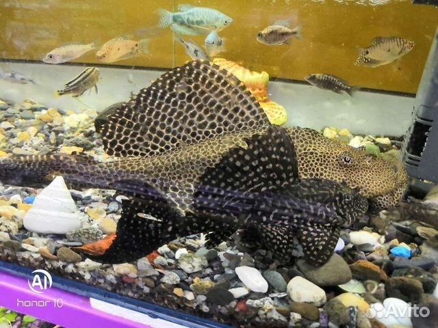 Птеригоплихт парчевый