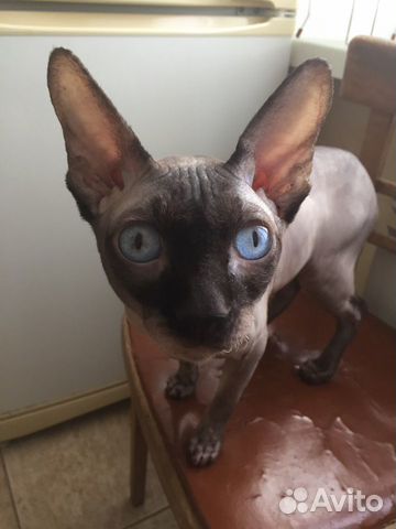 Канадский сфинкс вязка