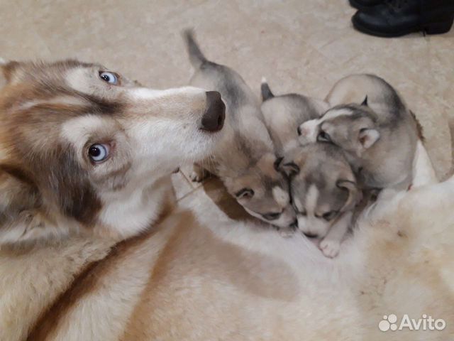 Щенки Хаски