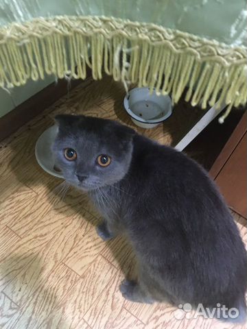 Британский кот