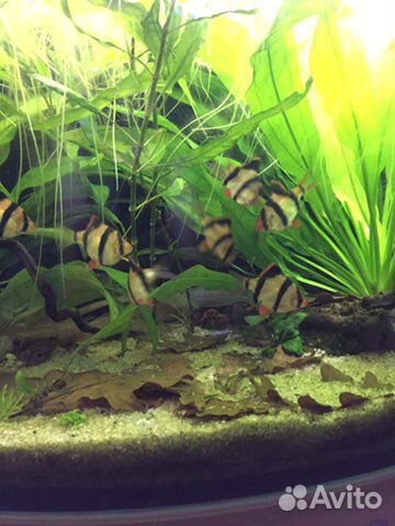 Отдам даром барбусов 7шт. Отдаю только комплектом