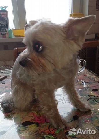 Вязка мини йорка