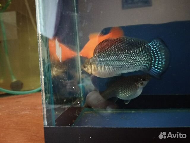 Велифера изумруд, природная форма парусной моллине