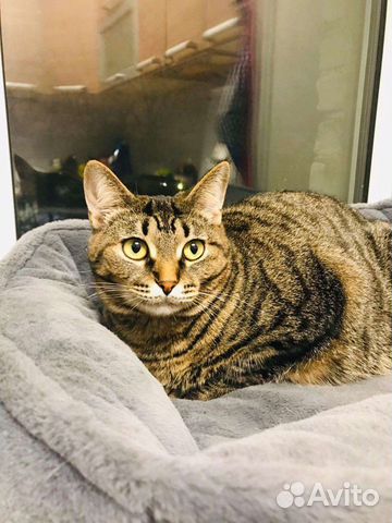 Полосатая ласковая стерильная кошечка Фаечка в дар