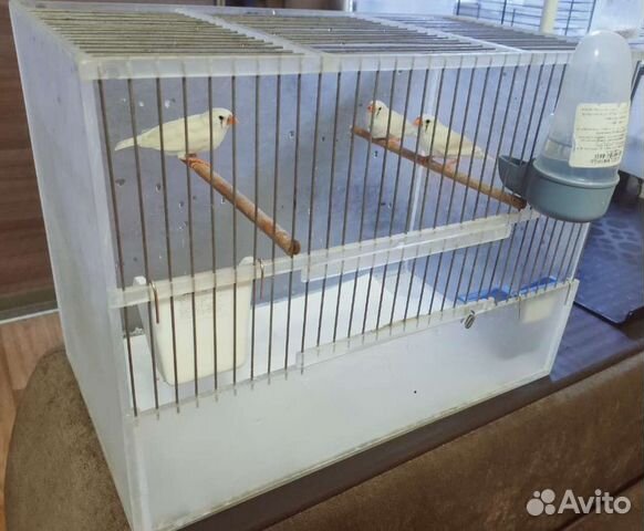 Амадины с клеткой