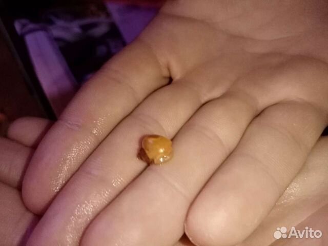 Улитята ампулярий