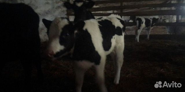 Продается бычек голштинской породы два месяца бычк