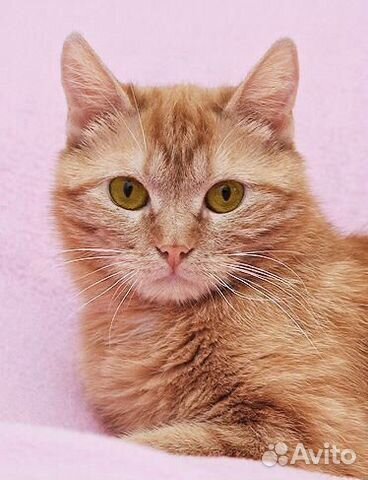 Ириска - золотая девочка в дар