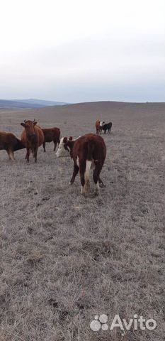 Продаю телку