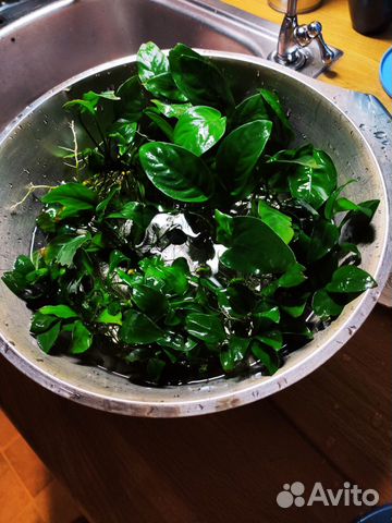 Анубисы, буцефаландры