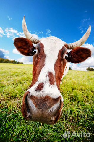 Стельная первотелка