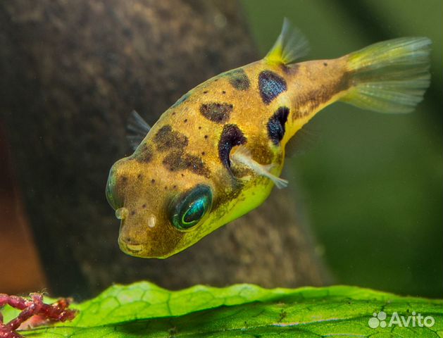 Рыбки аквариумные