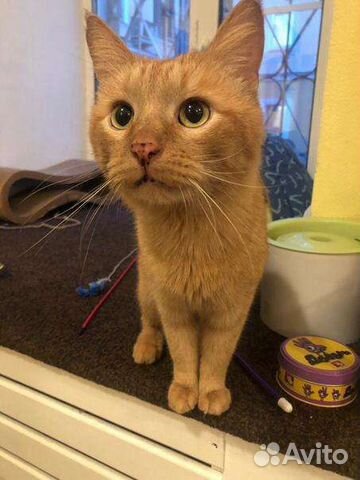 Кошка рыженькая в дар