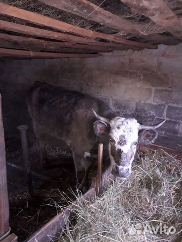 Корова, телка, телка 1,5 года, стельная
