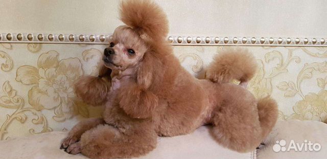 Той пудель вязка