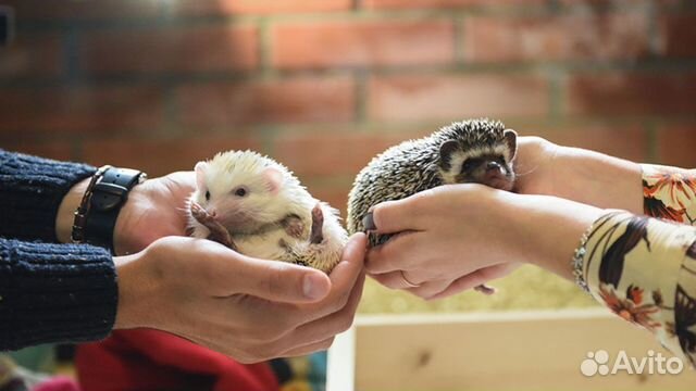 Белки и ежики