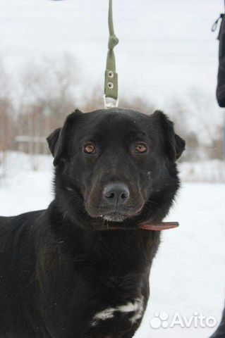 Дружелюбный пёсик Пит грустит без хозяина