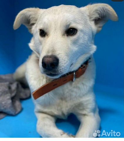 Собака Марго