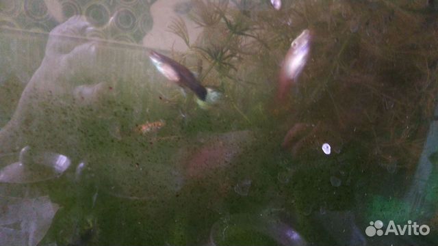 Гуппи обыкновенные
