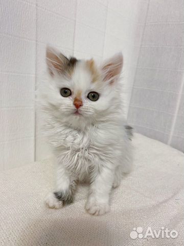 Шотландский котенок девочка