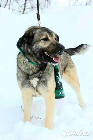 Пес Гоша в частный дом