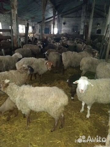 Внимательно читайте описание Овцы,бараны,ягнята,ко