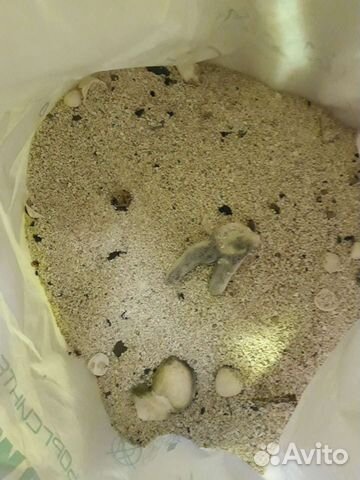 Коралловая крошка