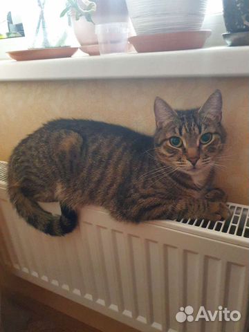 Котик бесплатно в добрые руки