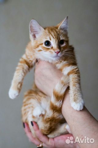 Огненнорыжий Ивар В Дар В Добрые Руки