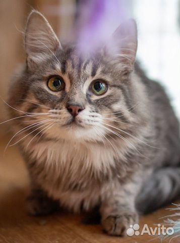 Котенок 6 мес в добрые руки