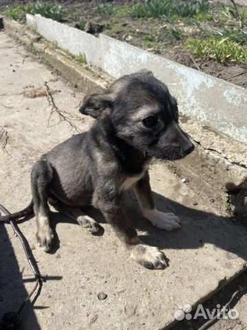 Щенок в добрые руки девочка
