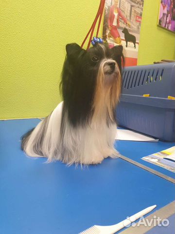 Йоркширский терьер бивер