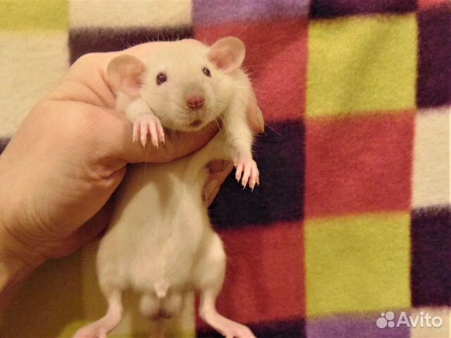Крысы, коысята дамбо - гималаи - альбиносы, клетки