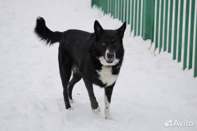 Лайка Соня ищет дом и друга