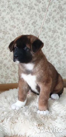 Американская акита