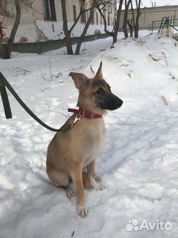 Щенок Броша, преданный и ласковый