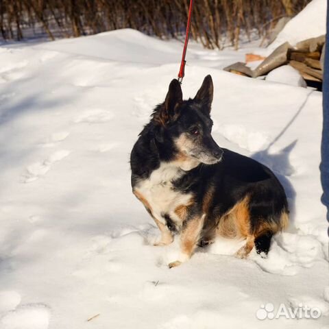 Люсенька ищет дом