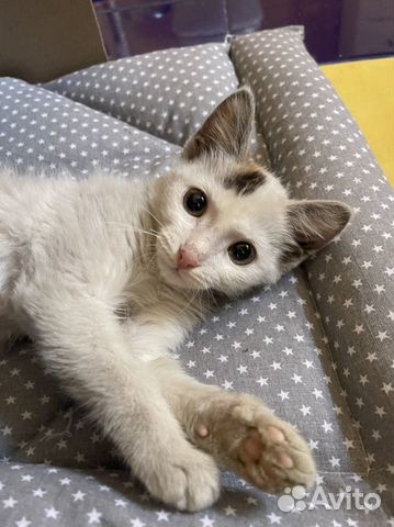 Кошка
