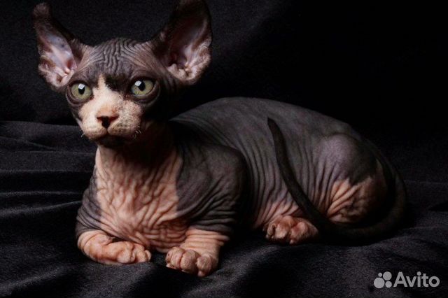 Мини двэльф