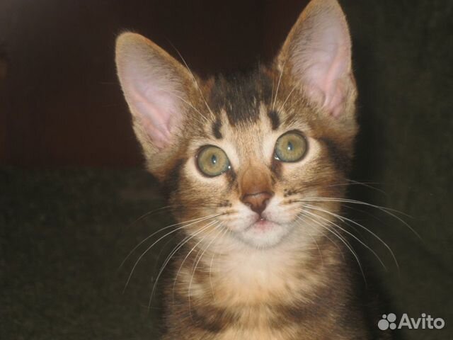 Котёнок, девочка, 6 недель