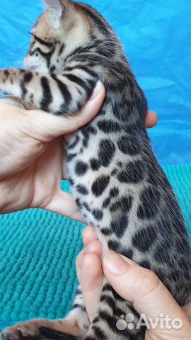 Бенгальские котята классического и редких окрасов