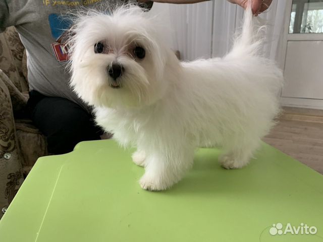 Девочка мальтезе