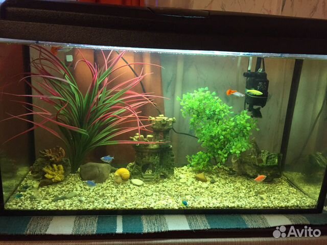 Рыбки беспоатно отдаю