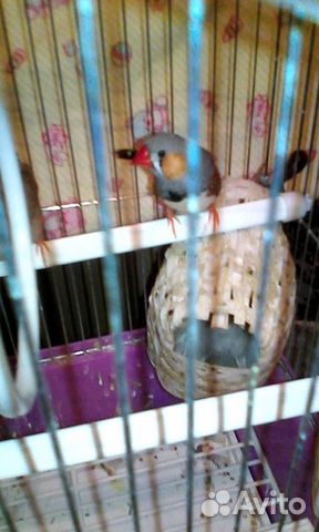 Комнатные птички амадины