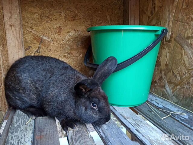 Крольчата на мясо