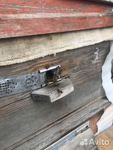 Продам пчелосемьи