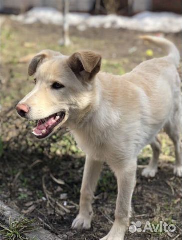 Щенок помесь лабрадора